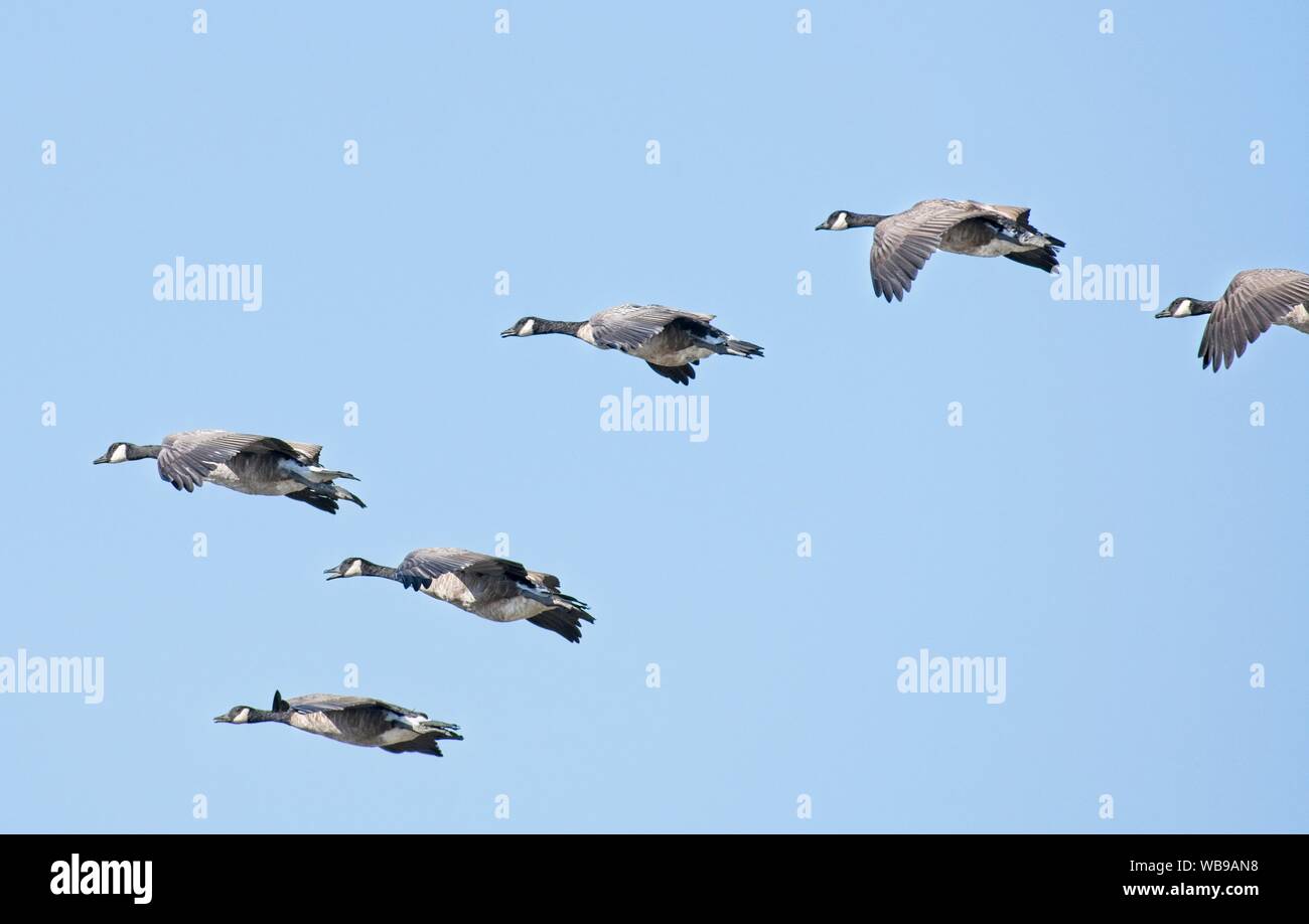 Canada Geese in Flight Stock Photo - Alamy