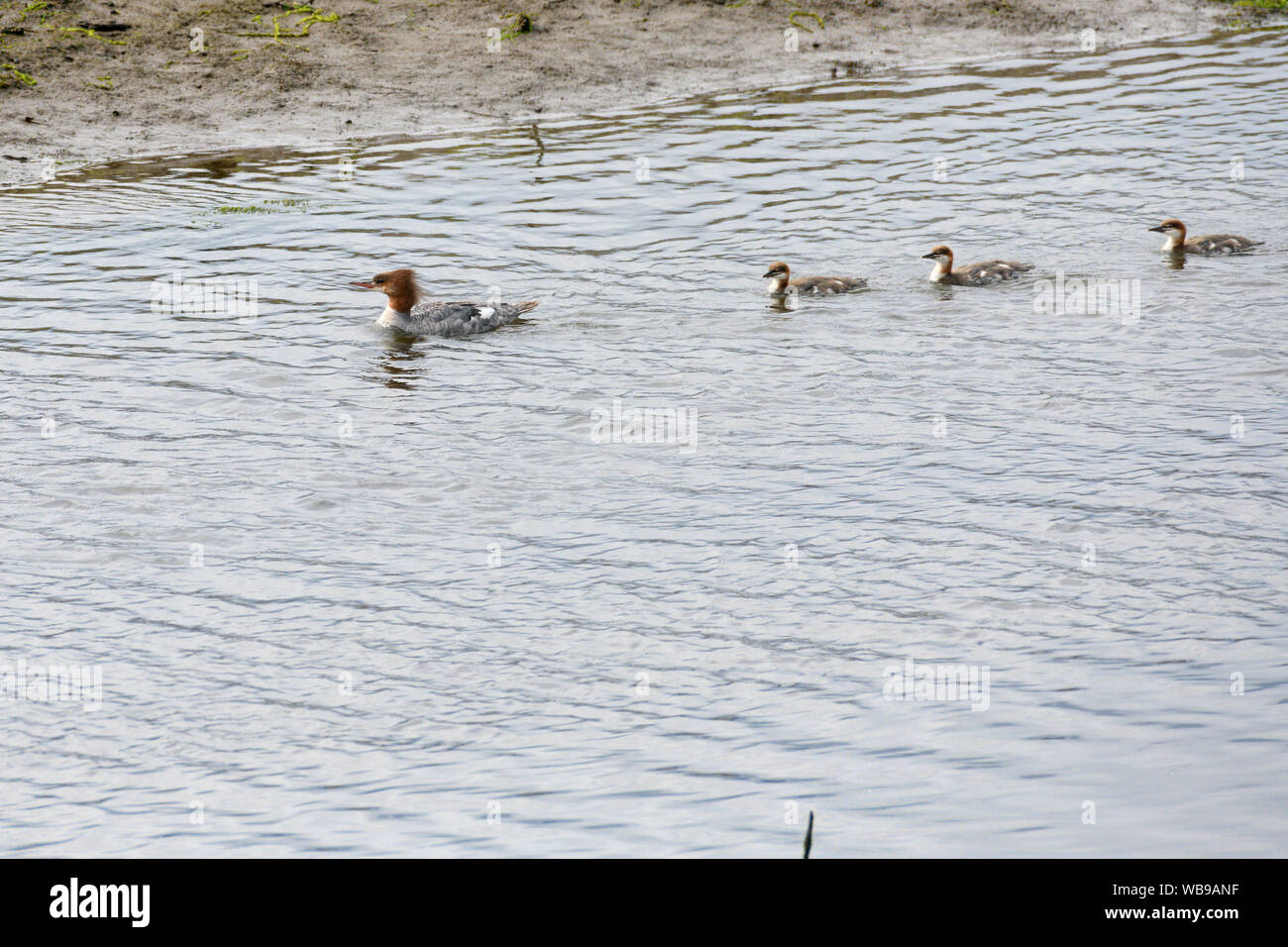 Common Merganser with ducklings Stock Photo - Alamy