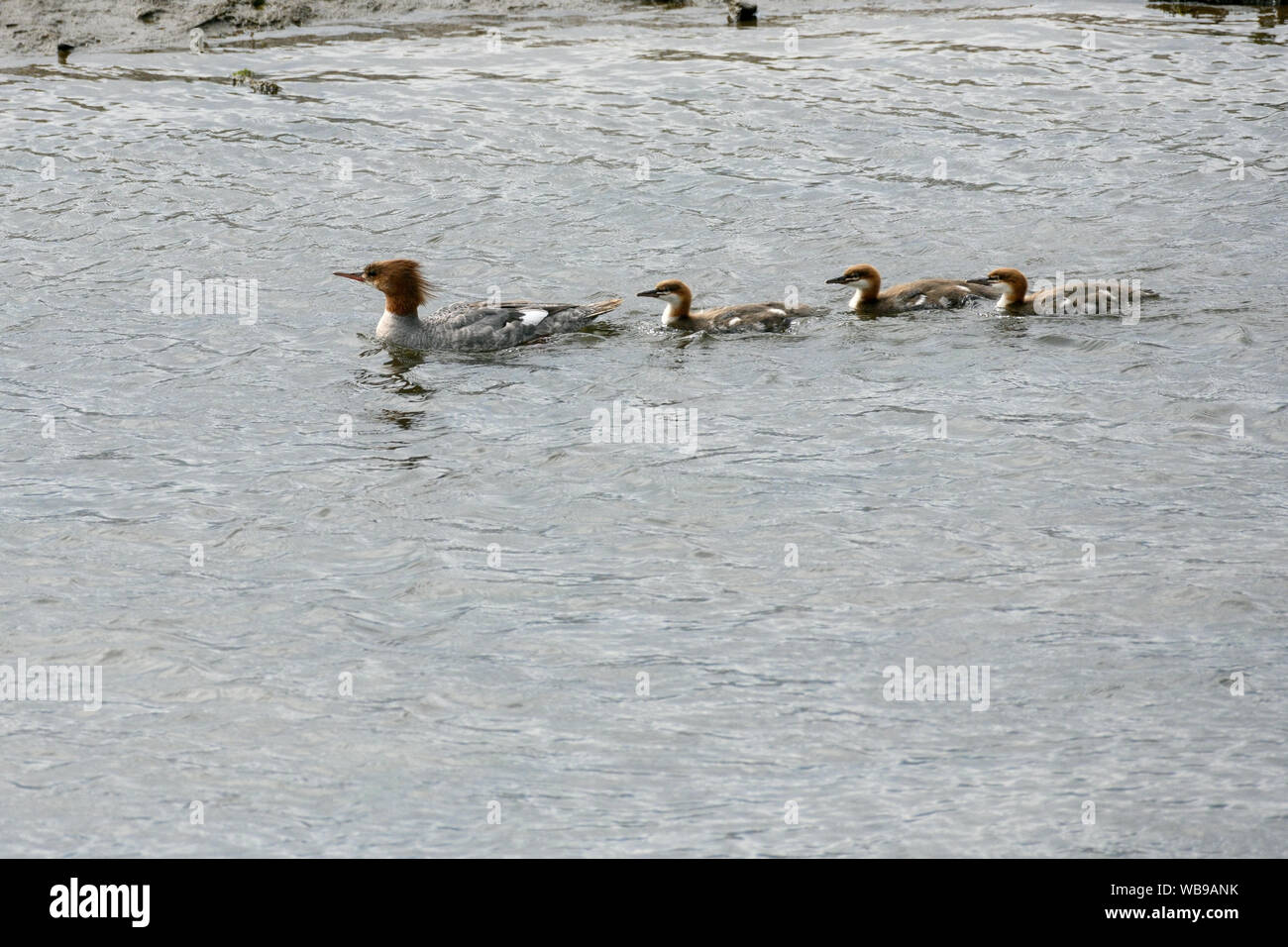 Common Merganser with ducklings Stock Photo - Alamy