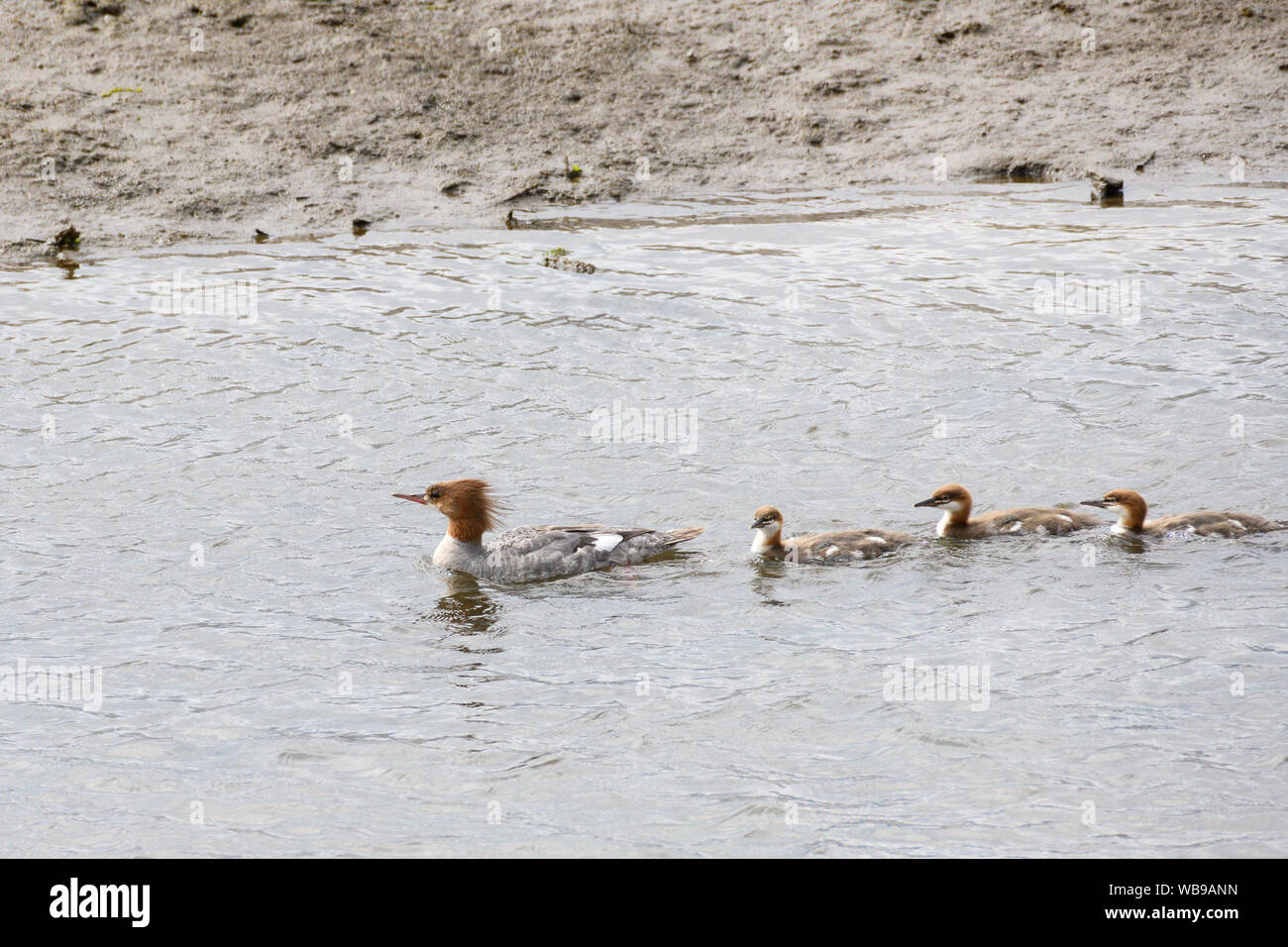 Common Merganser with ducklings Stock Photo - Alamy
