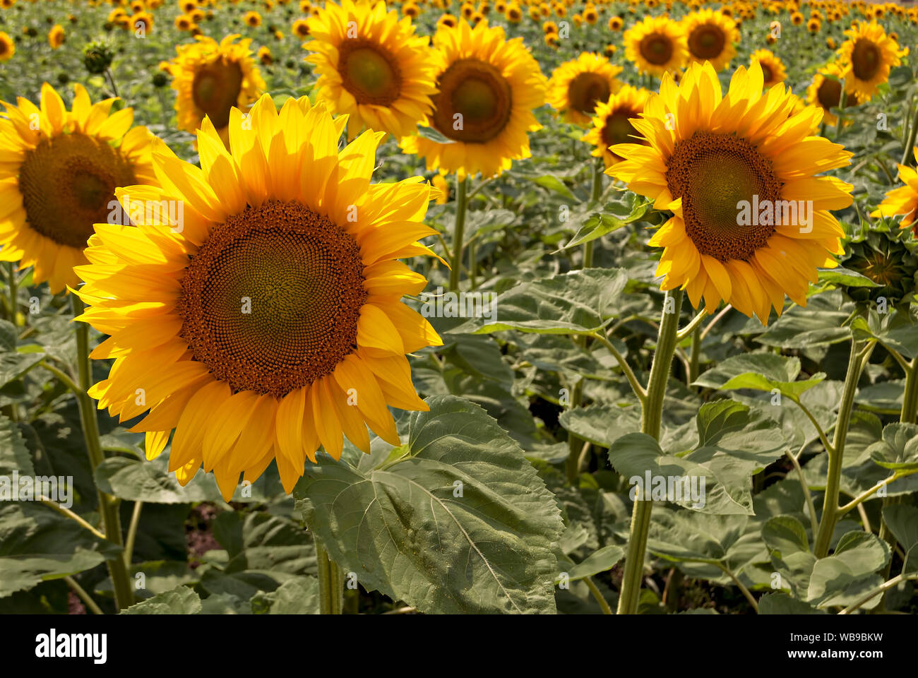 Bright yellow gold sunflowers hi-res stock photography and images - Alamy