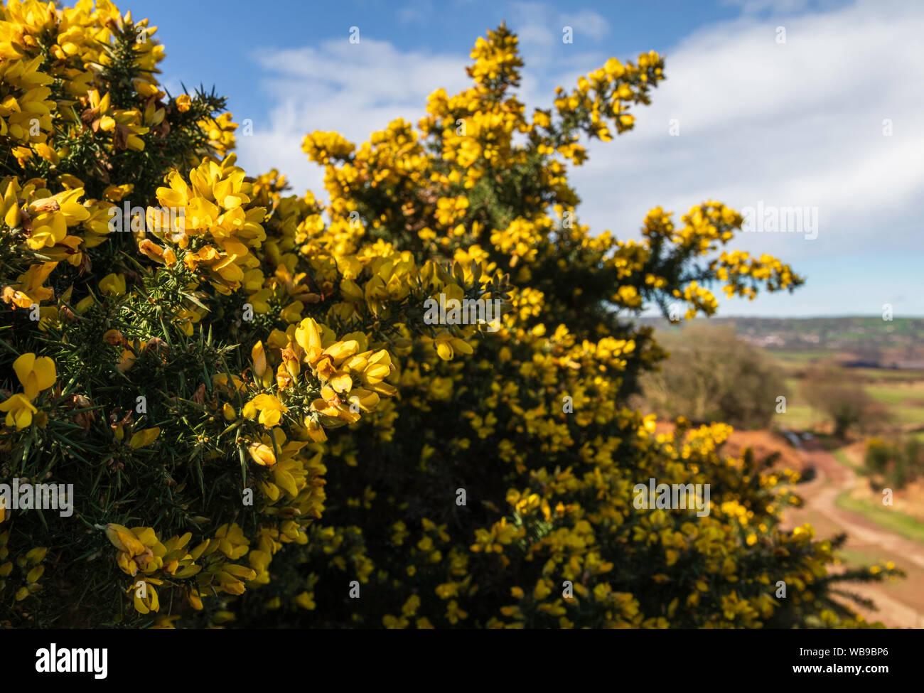 Summer vibes with yellow colours of the tree Stock Photo - Alamy