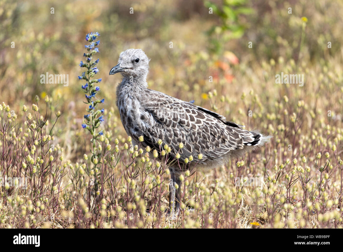 Seagull chick breeding hi-res stock photography and images - Alamy