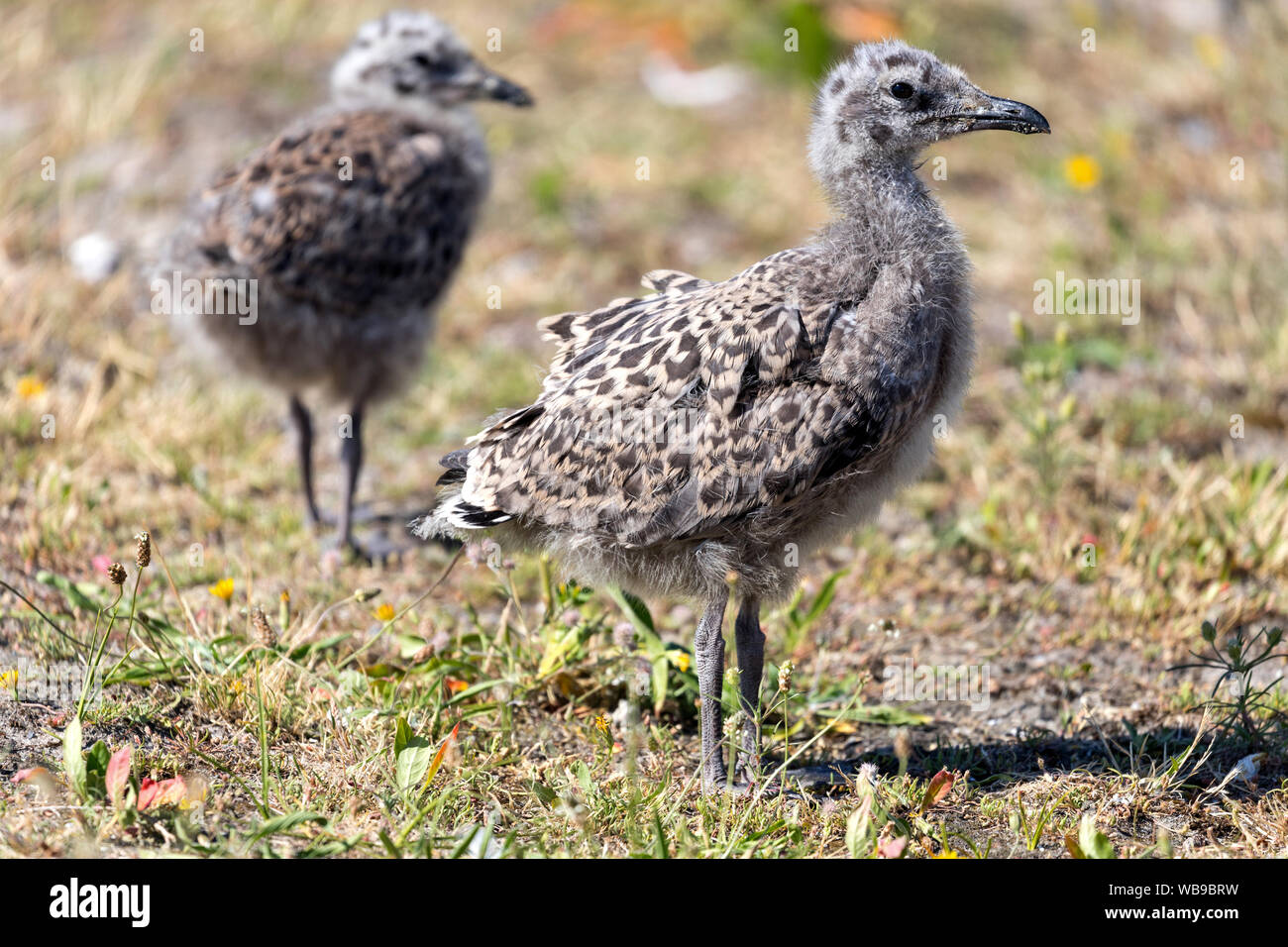 Seagull chick breeding hi-res stock photography and images - Alamy