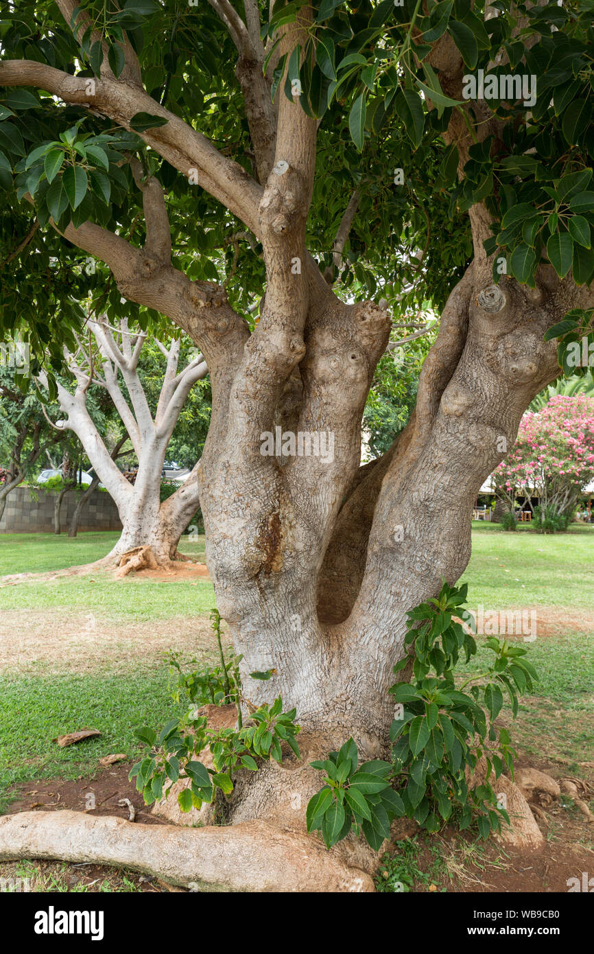 Southern Magnolia, Magnolia grandiflora - old magnolia tree in funchal ...