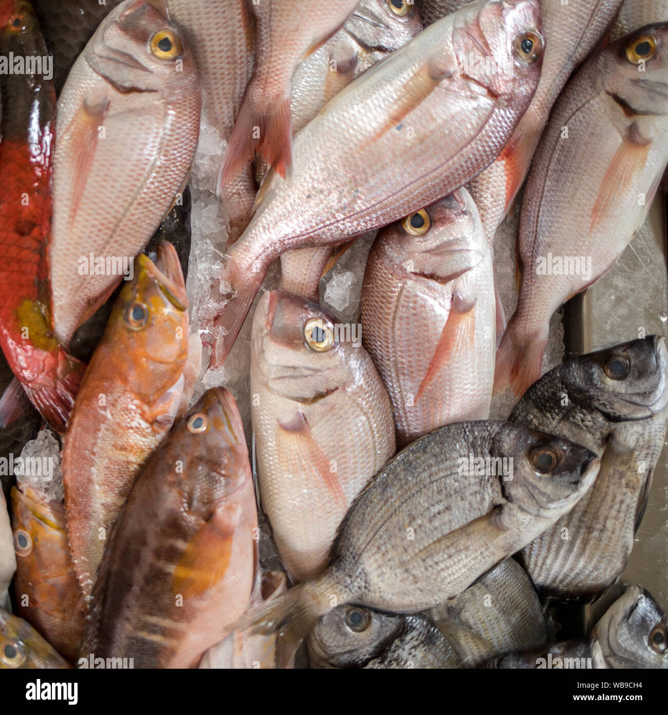 Fresh fish for sale at a fish market Stock Photo - Alamy
