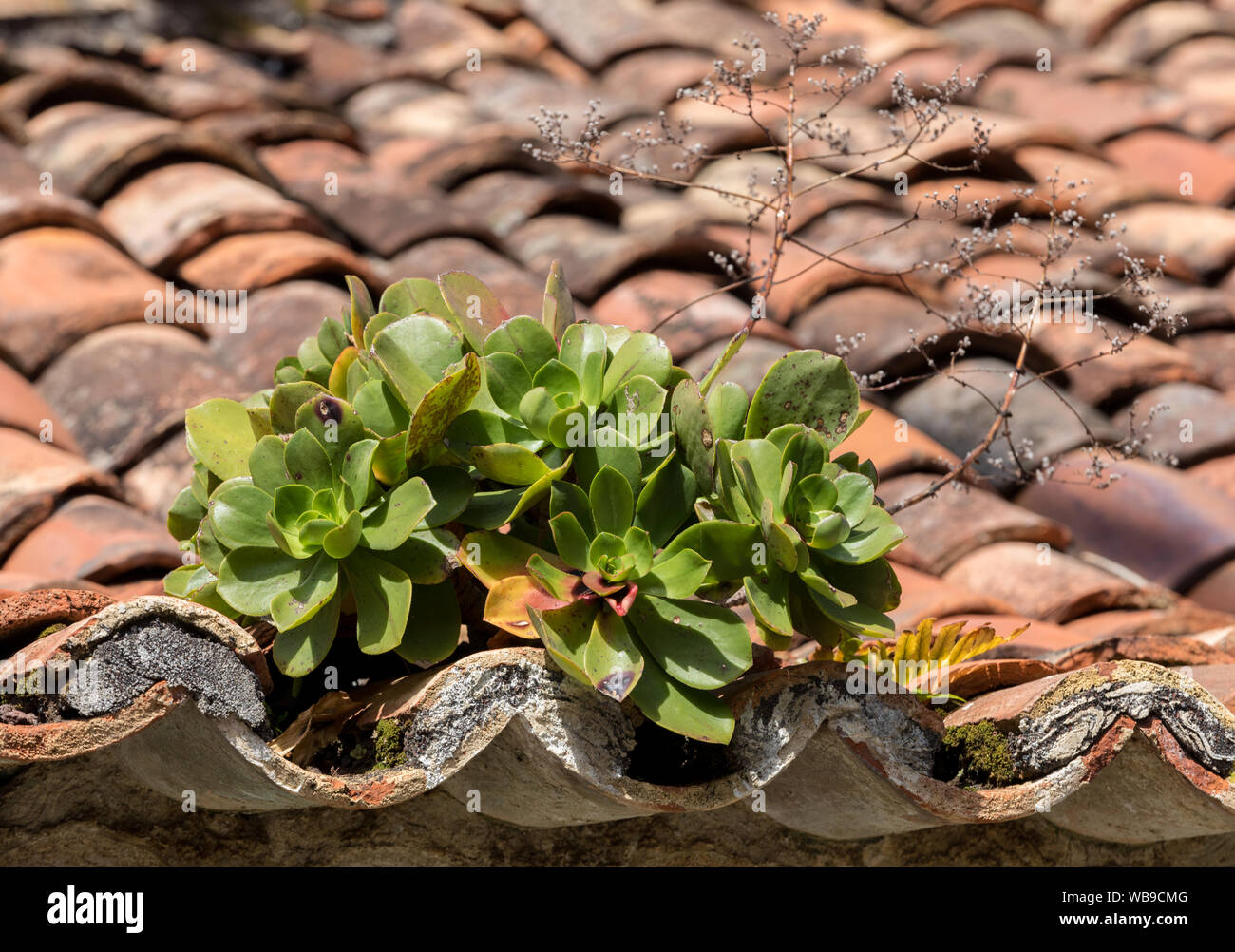 Sedum green roof texture hi-res stock photography and images - Alamy