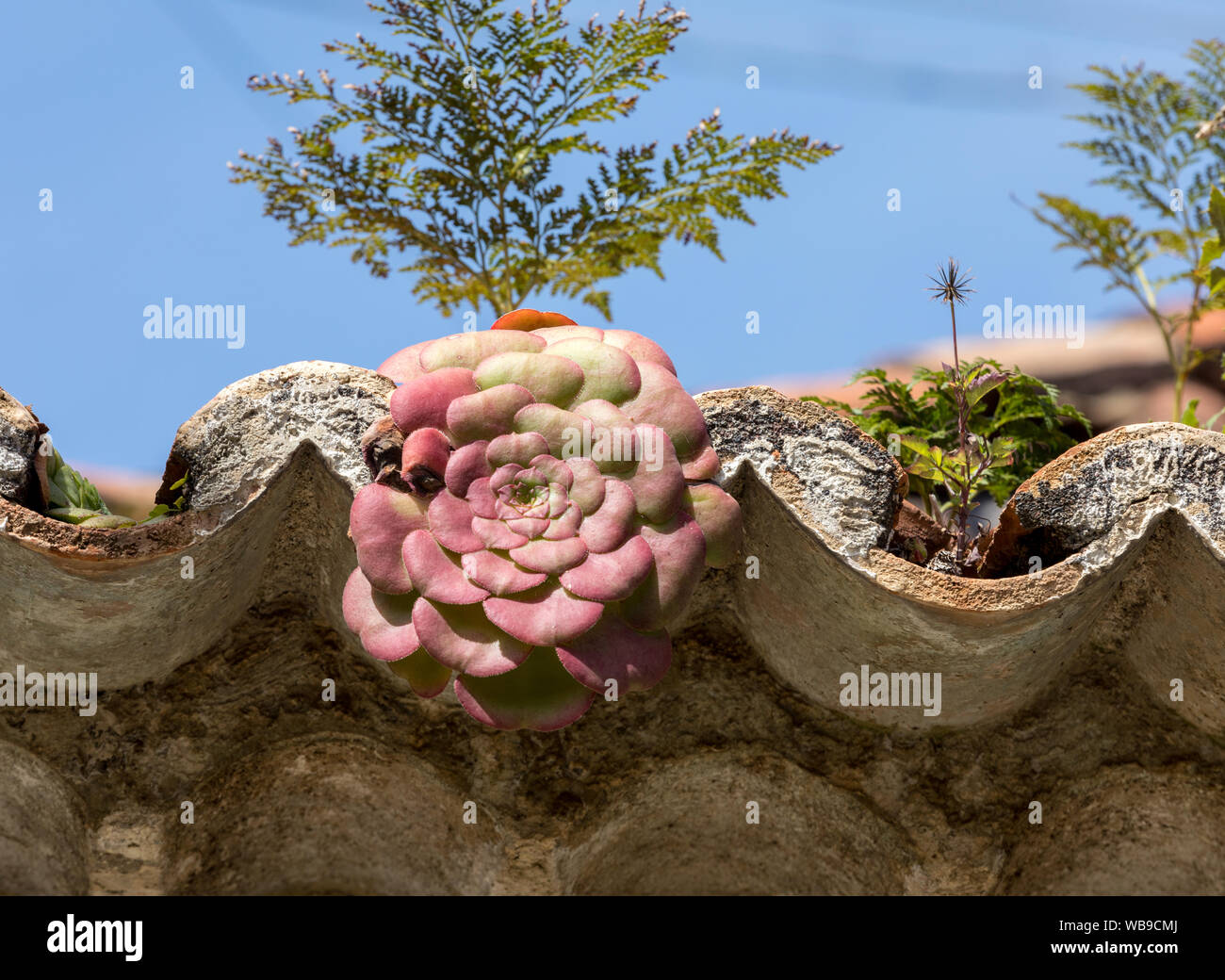 Miniature succulent plants growing on an old roof tile. Madeira ...