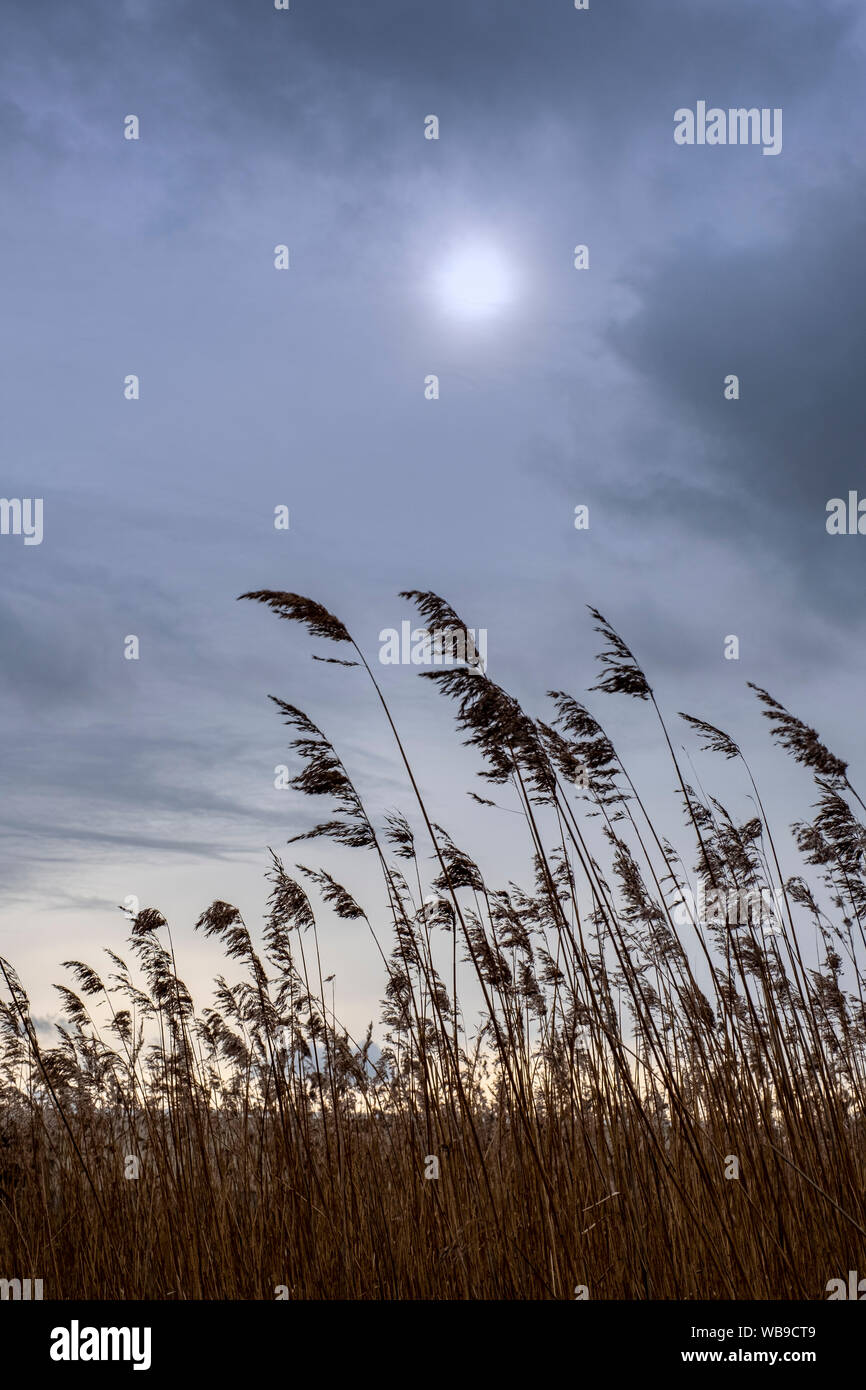 Rural scene of backlit reeds with overcast sky and sun in the Cheshire ...