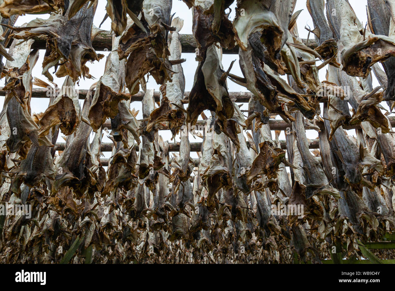 Cod drying on traditional wooden racks in Lofoten, Norway Stock Photo ...