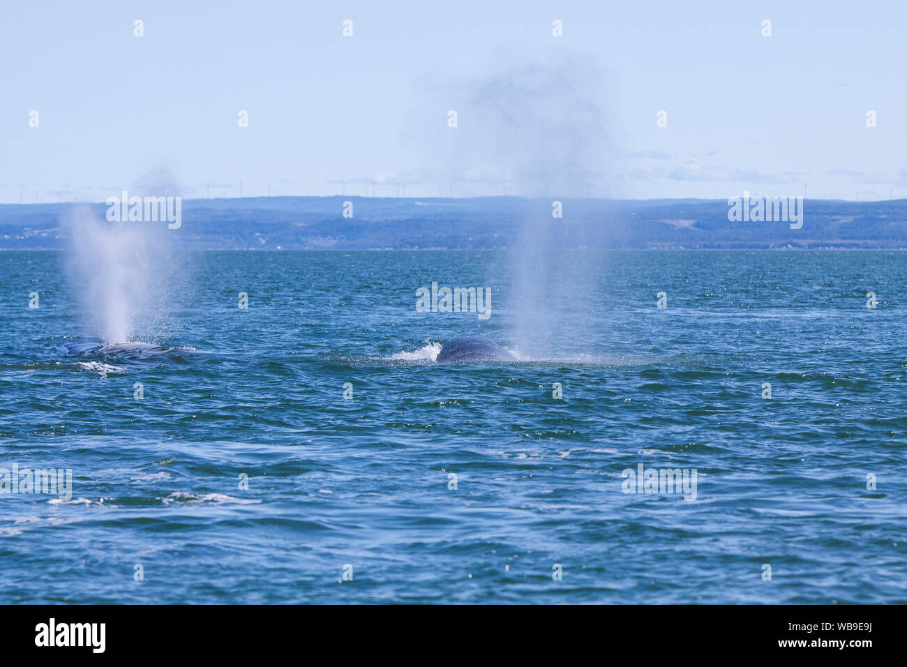 Humpback Whale Canada Quebec High Resolution Stock Photography and ...