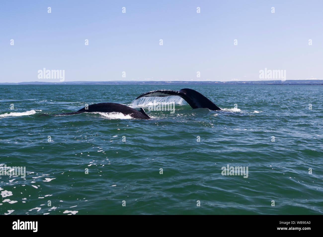Humpback whale canada quebec hi-res stock photography and images - Alamy