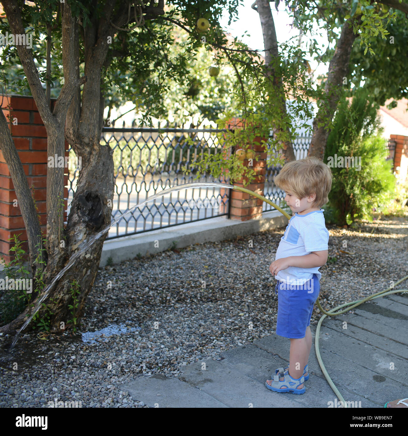 Boy with hose pours water on tree or bushes. Irrigation of plants ...