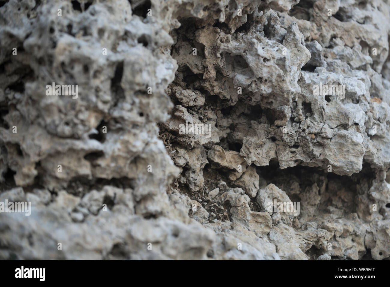 Beautiful rock texture, stone with holes. Grey petrified coral reefs. Coastal rocks concept ...