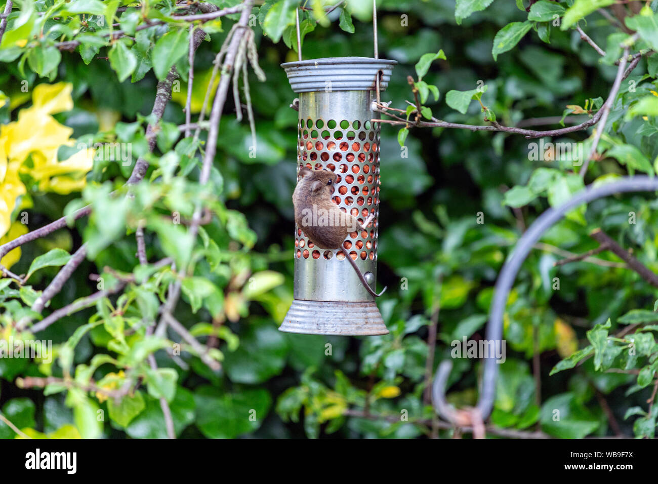 house mouse (Mus musculus) eating peanuts from a bird feeder in Lytham ...