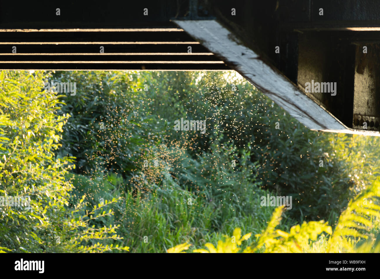 Cloud or swarm of flying gnats (non-biting midges) over a canal at dusk ...