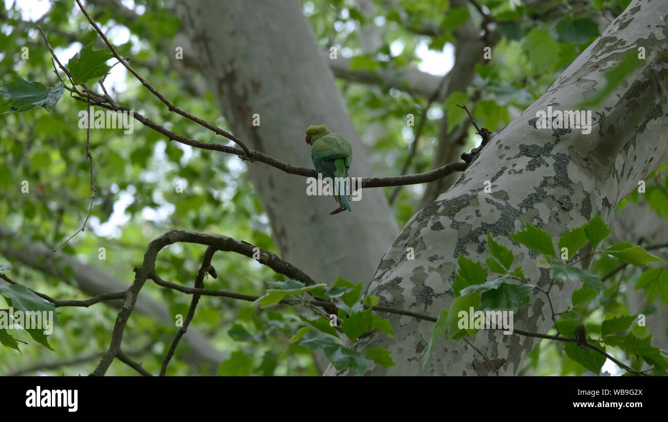 Green parakeet hi-res stock photography and images - Alamy