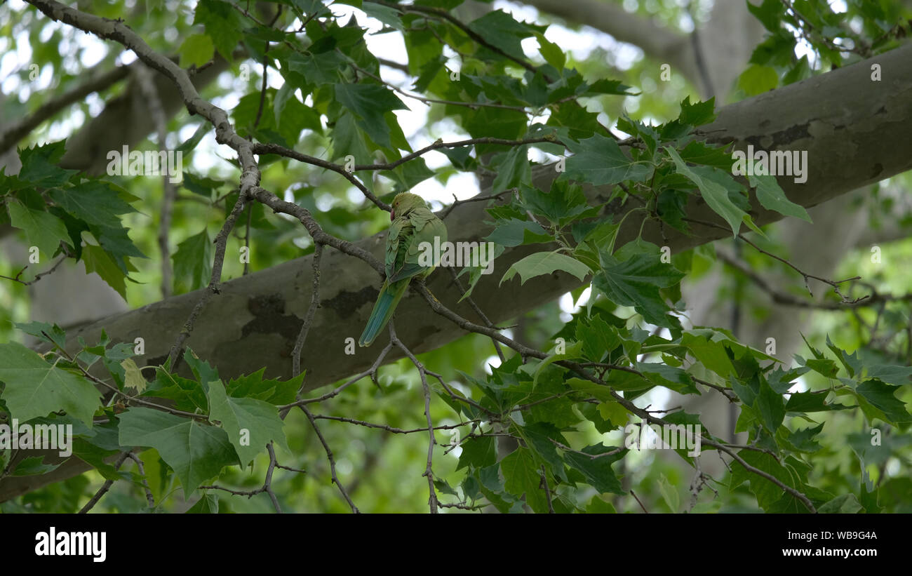 Bird wildlife tree hi-res stock photography and images - Alamy