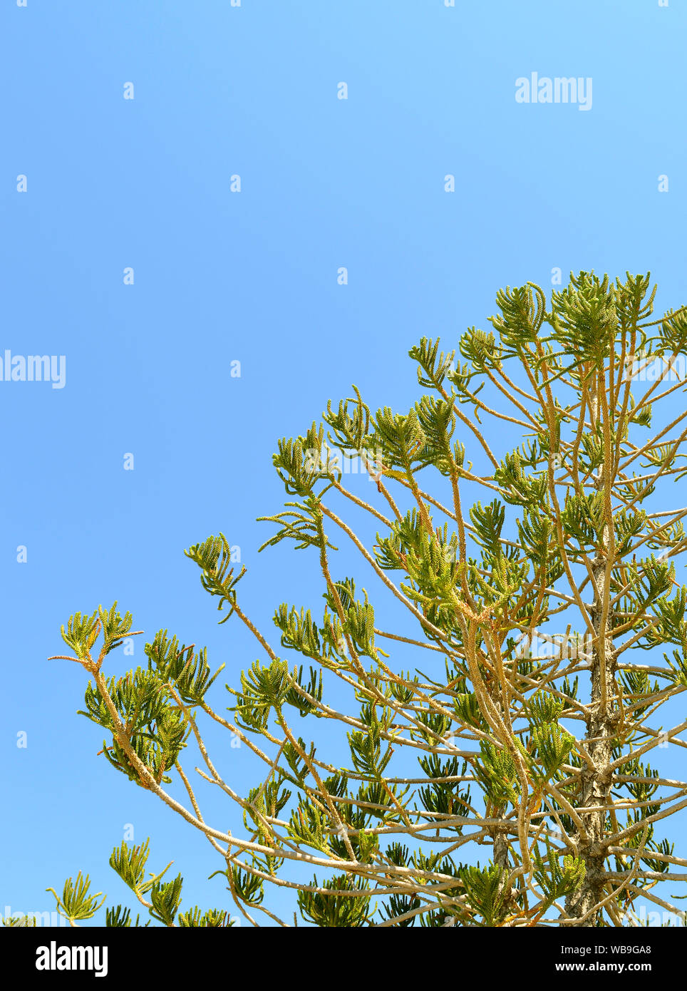 Conifer detail hi-res stock photography and images - Alamy