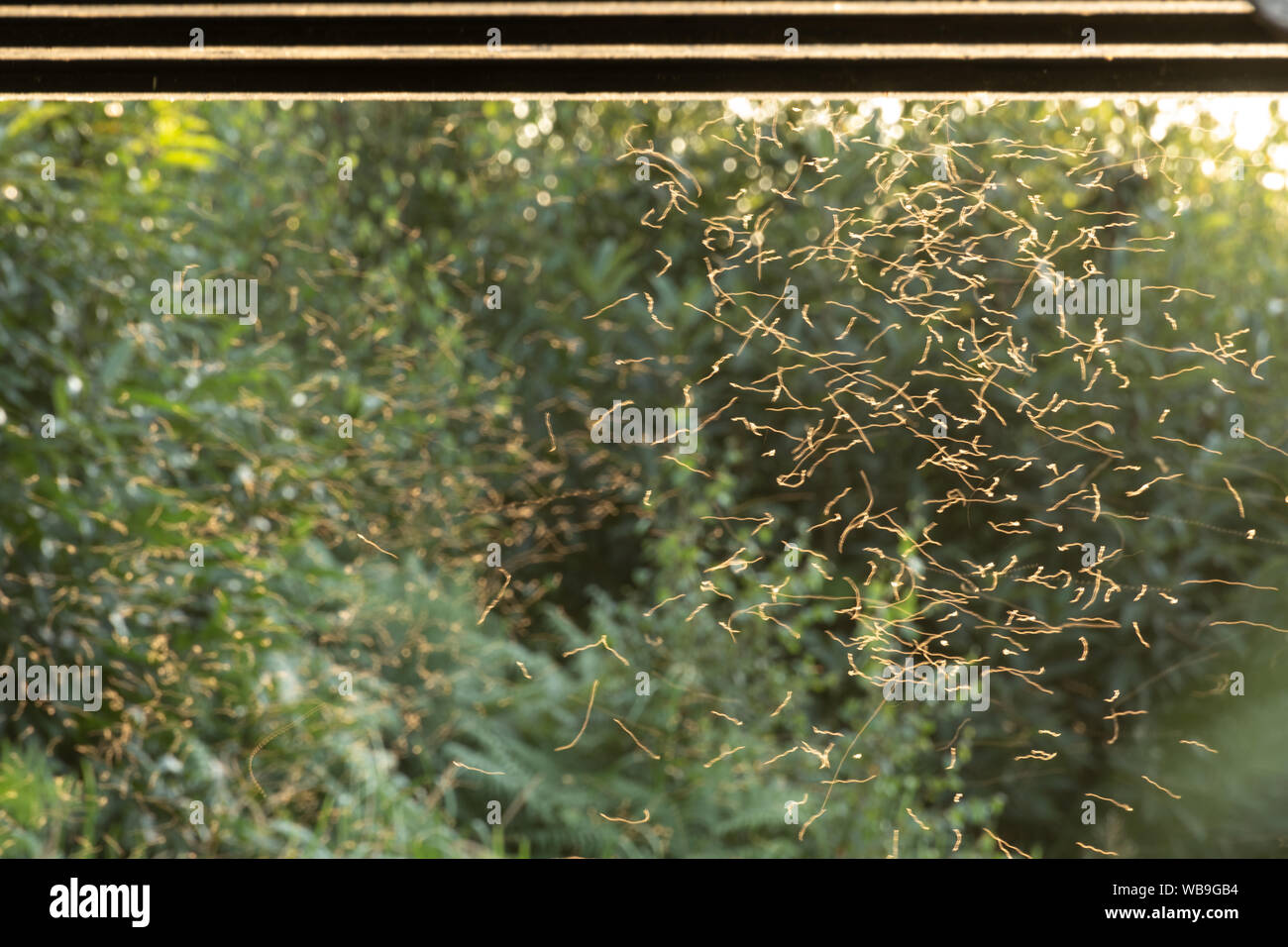 Biting midges hi-res stock photography and images - Alamy