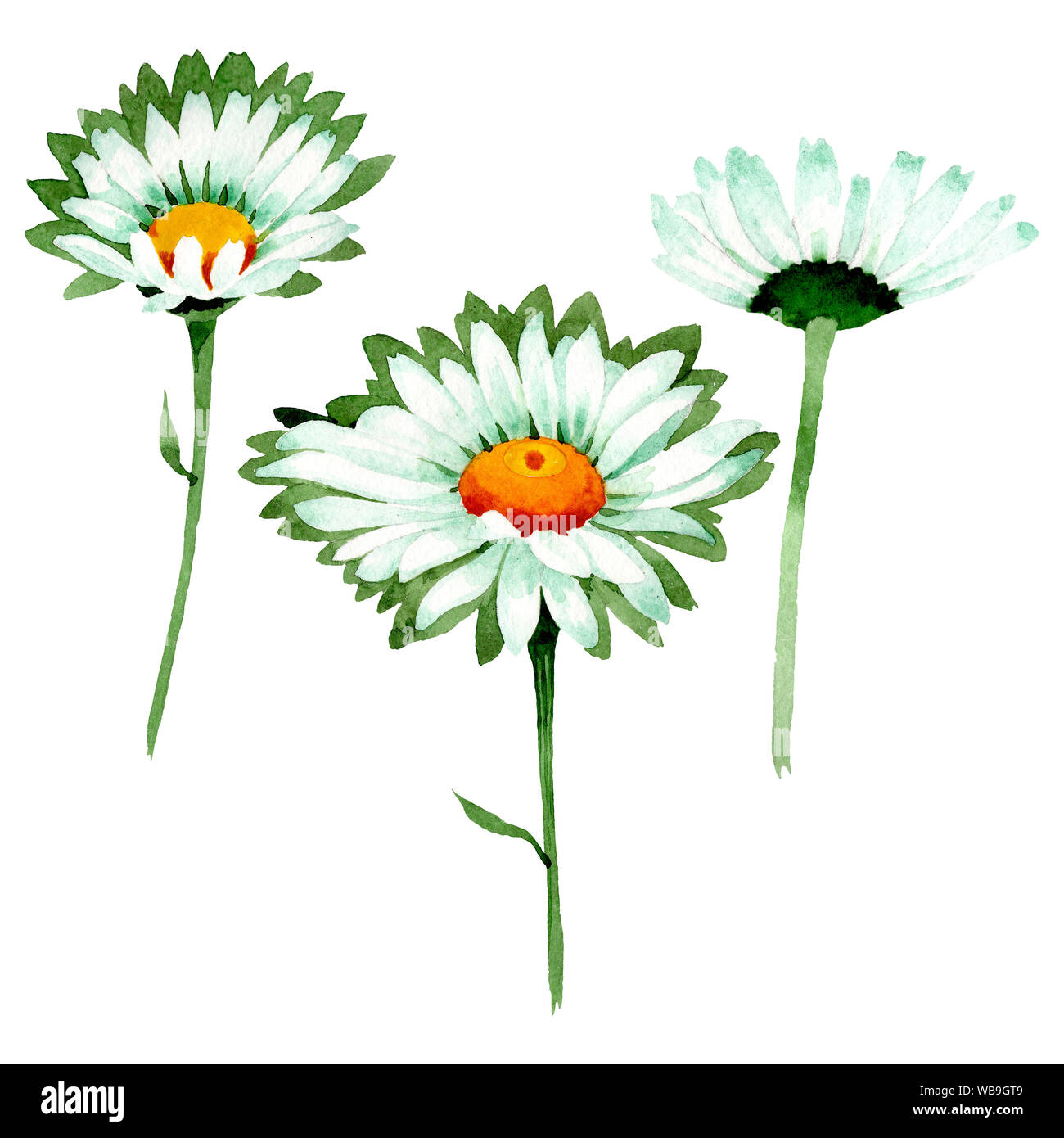 White daisy floral botanical flowers. Watercolor background ...