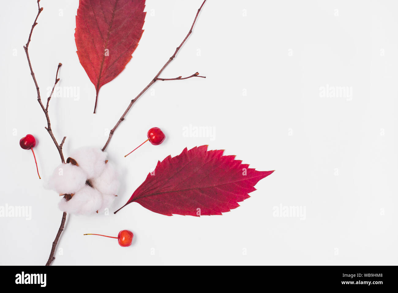 Autumn composition with fallen red leaves, branches and cotton flower ...