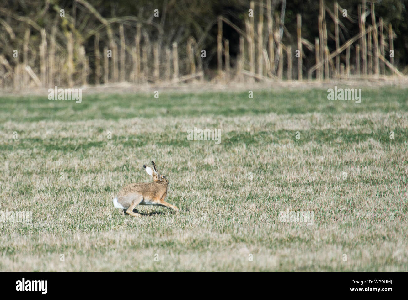 Hare quick hi-res stock photography and images - Alamy