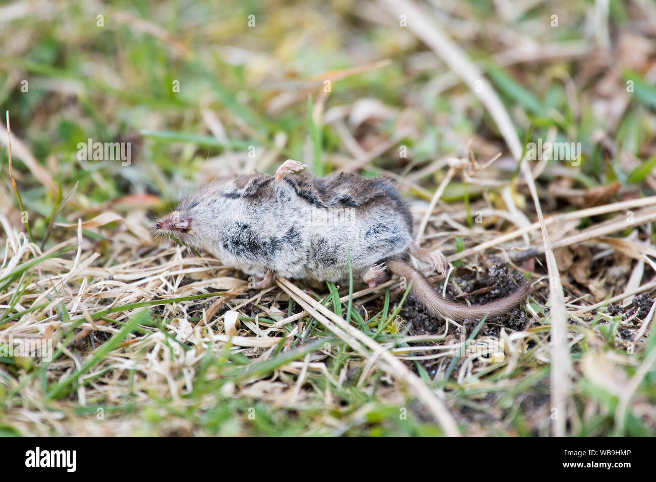 Dead shrew mouse hi-res stock photography and images - Alamy