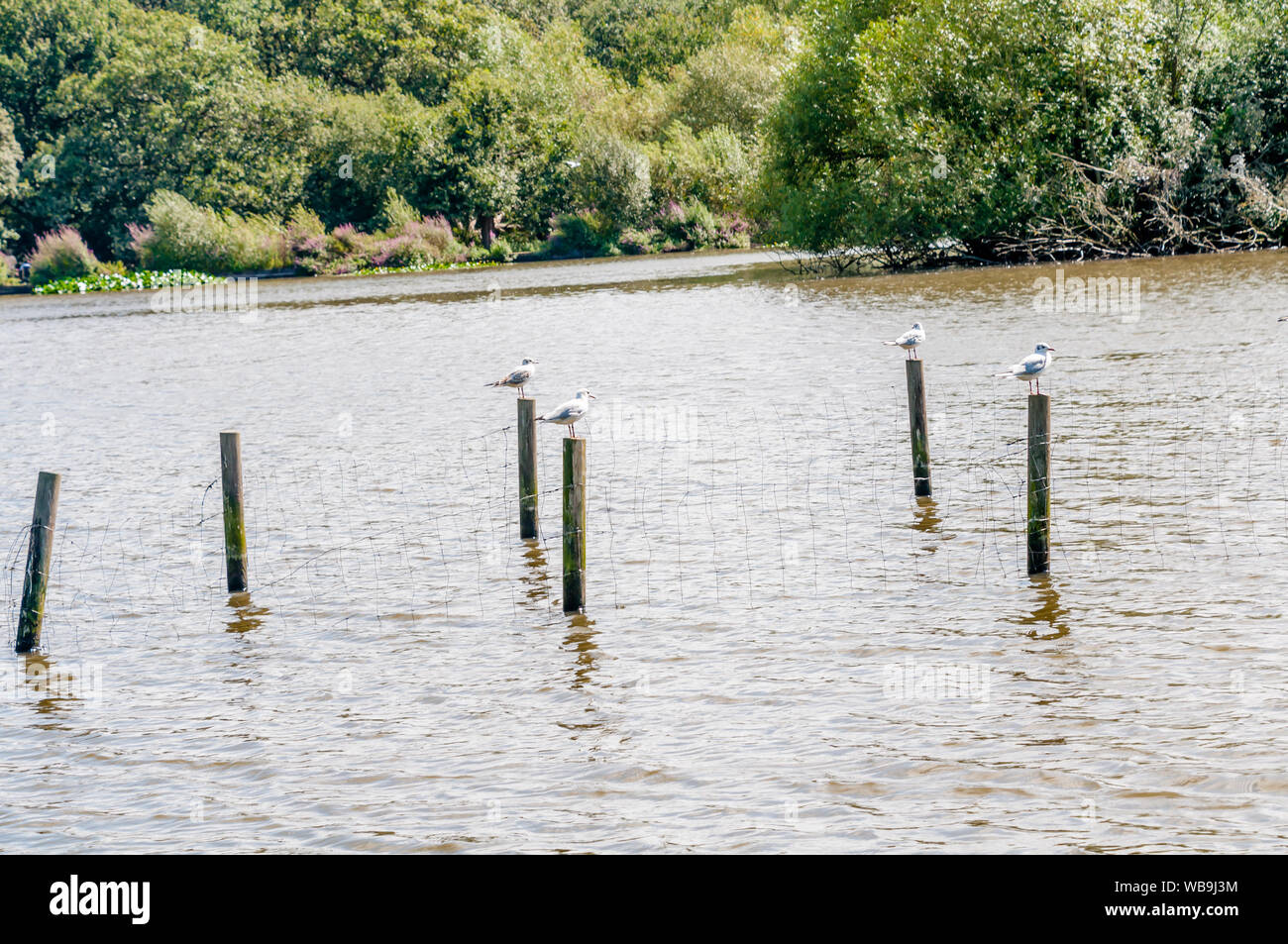 Essex, England, UK - August 17, 2019: Connaught Water, Epping Forest ...