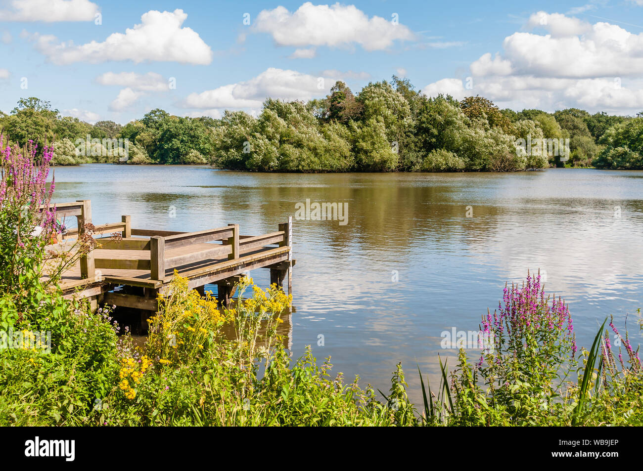 Epping forest england summer hi-res stock photography and images - Alamy