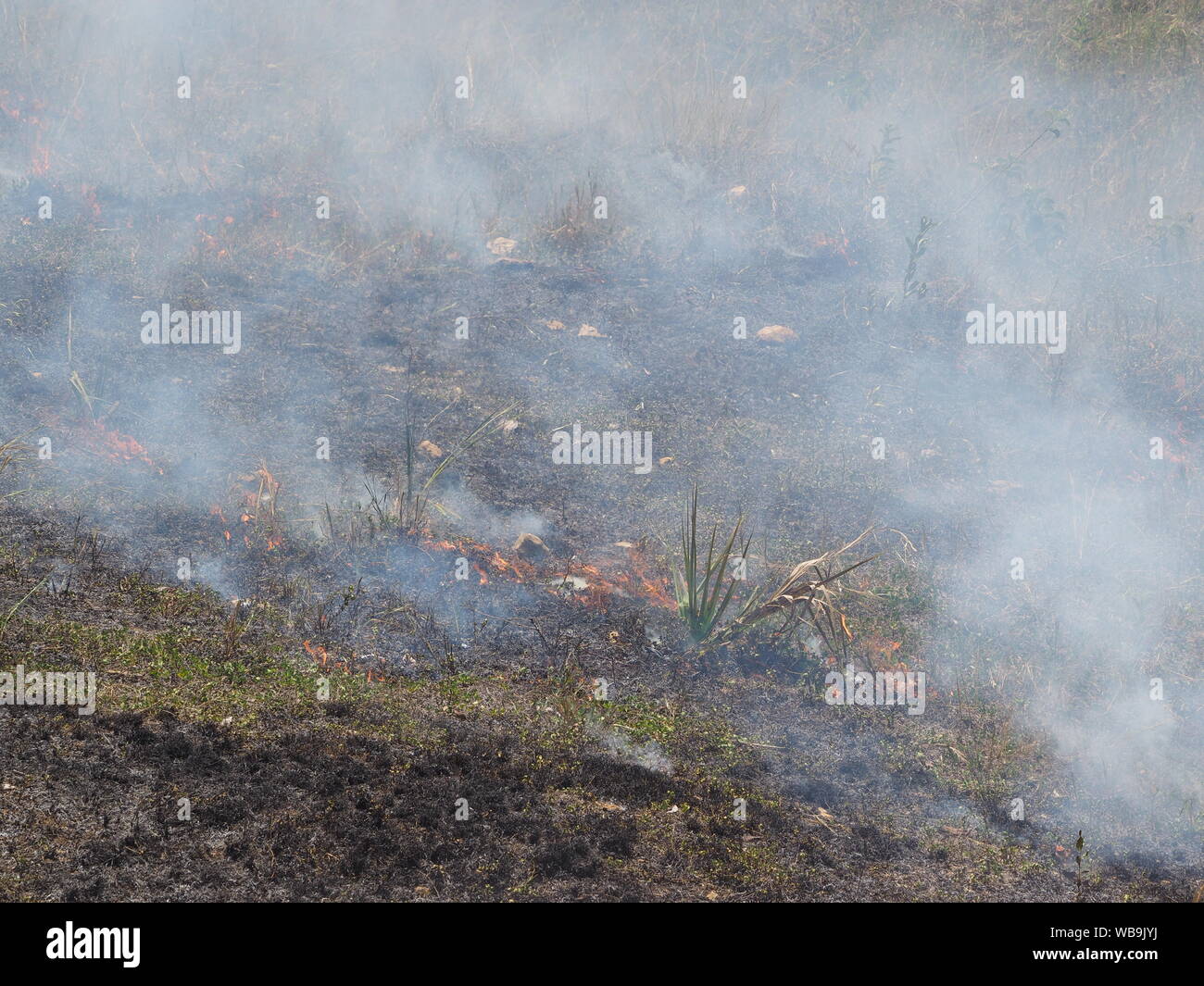 The grass burns, a strong wind inflates the fire Stock Photo - Alamy