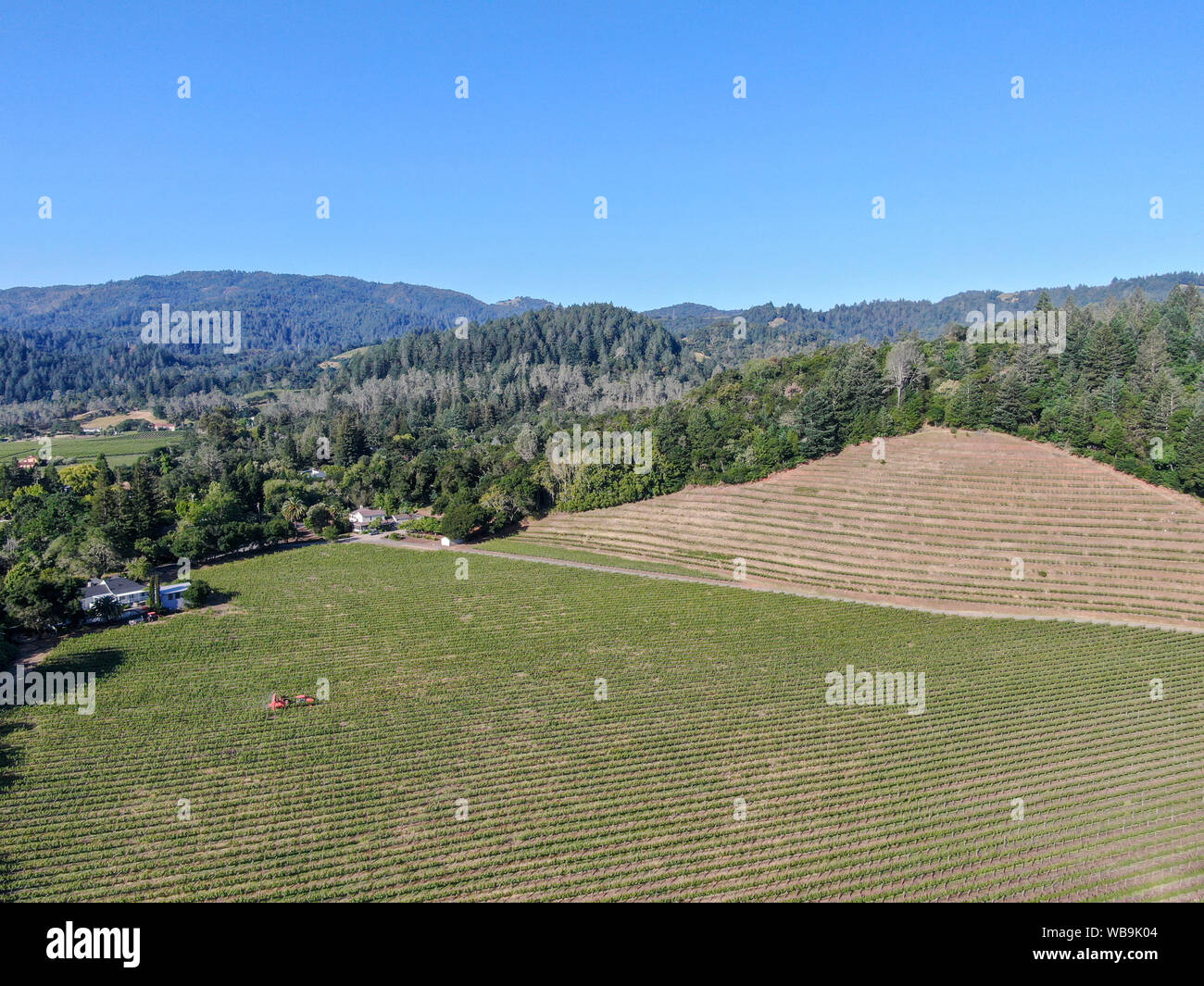 Aerial view of vineyard in Napa Valley. Napa County, in California's ...