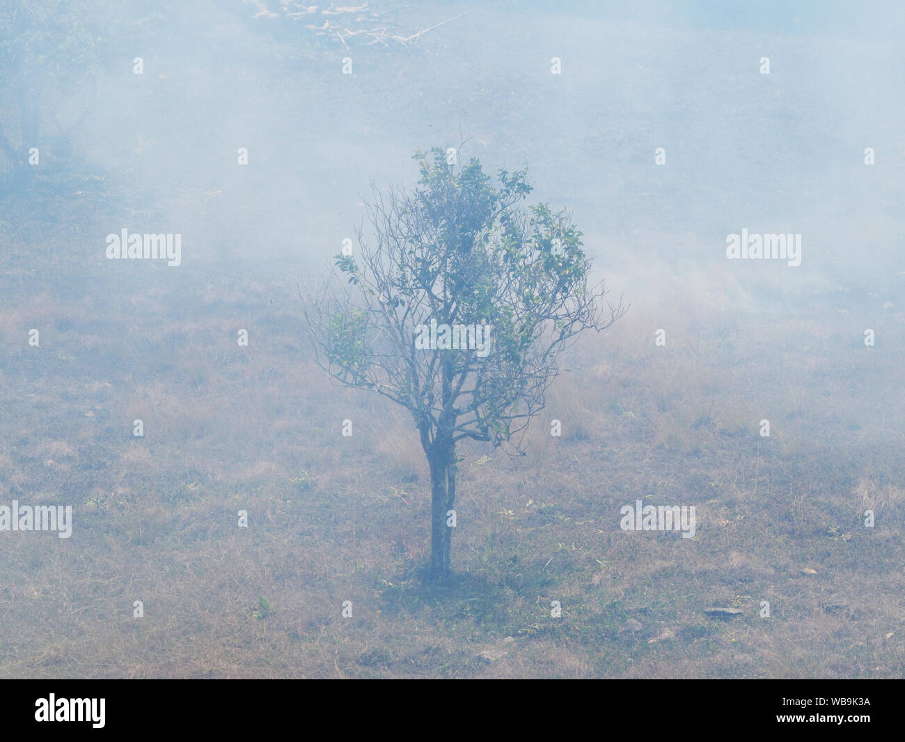The grass burns, a strong wind inflates the fire Stock Photo - Alamy