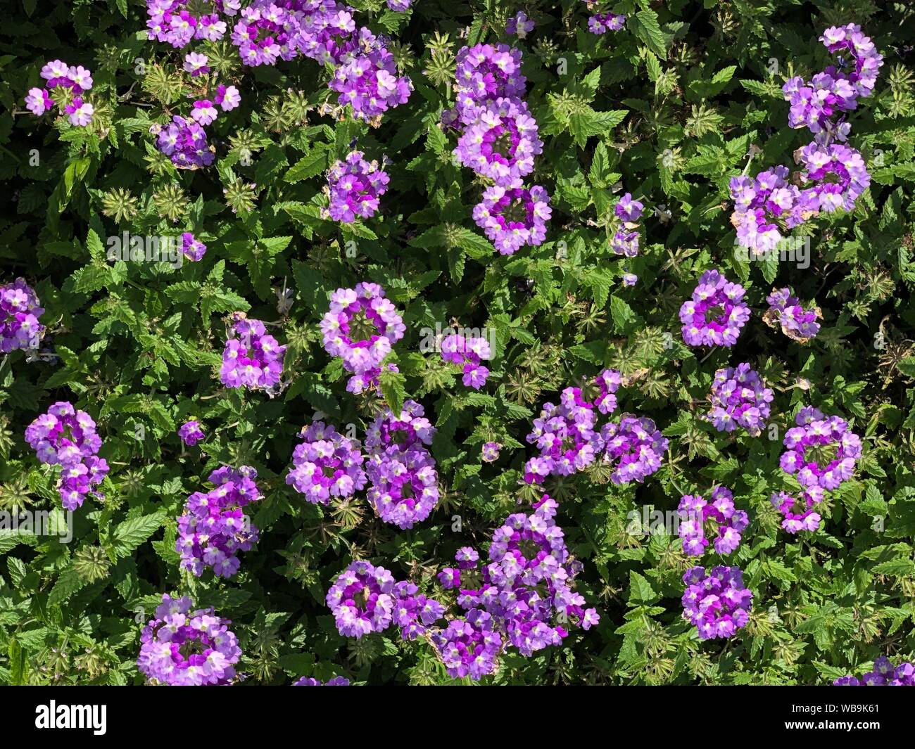 Floral botanical pattern suitable for the background or as a 3D map ...