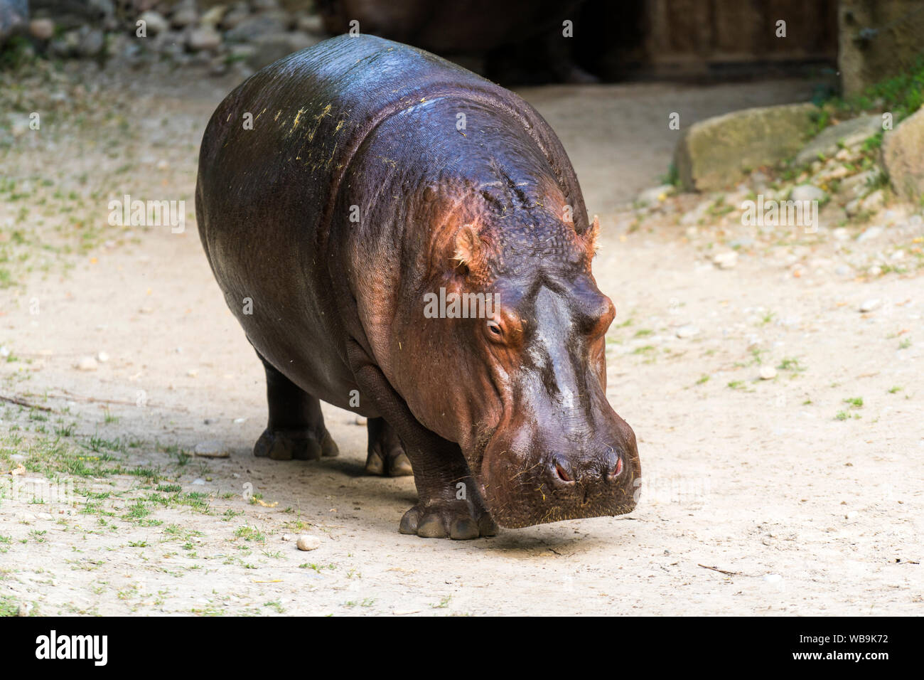 Full portrait of a common hippo walking on land Stock Photo - Alamy