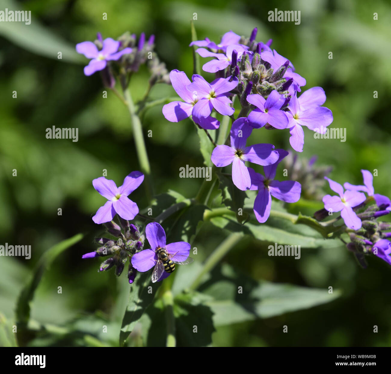 Dames Rocket Violet Hesperis matronalis is a herbaceous plant species ...