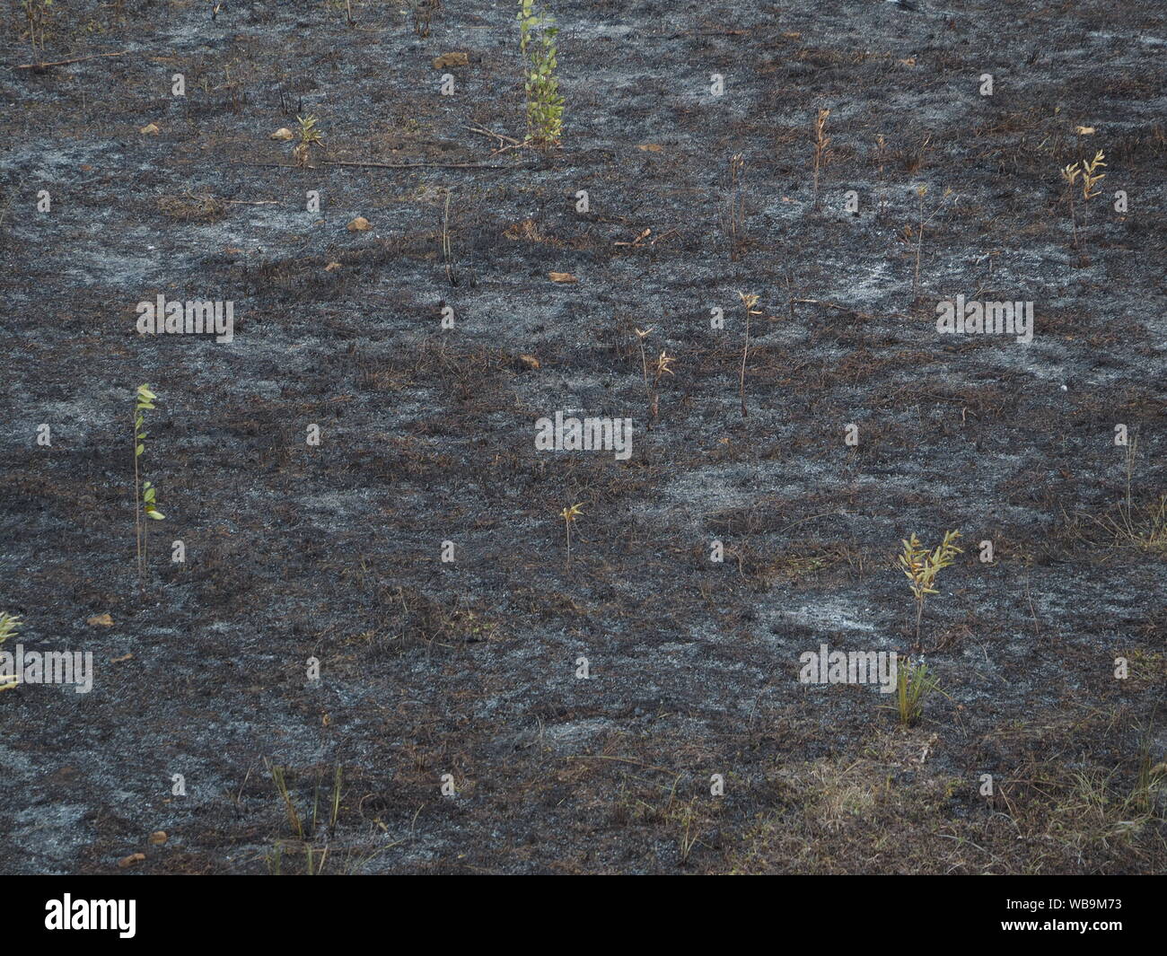 Burned grass hi-res stock photography and images - Alamy