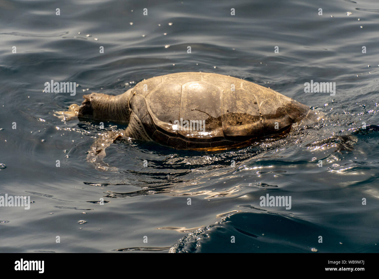 Dead turtle with head cut off with boat propeller - Animal Rights ...