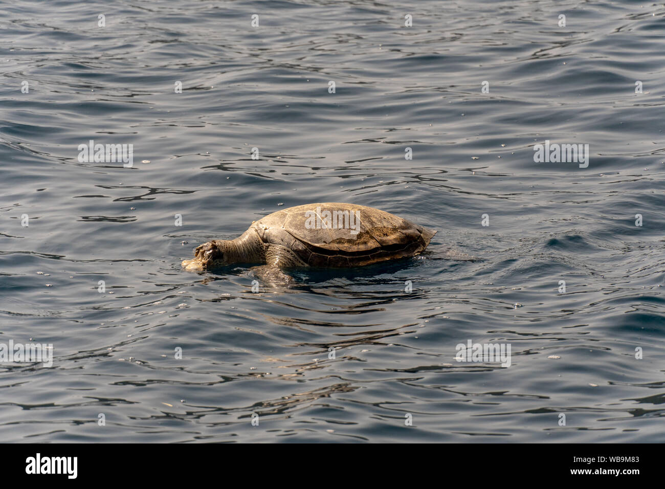 Dead turtle with head cut off with boat propeller - Animal Rights ...