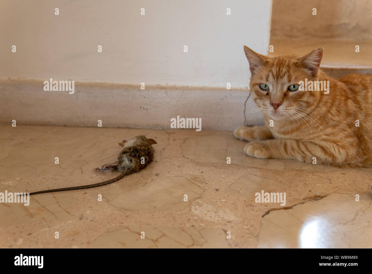 Cat waiting mouse hi-res stock photography and images - Alamy