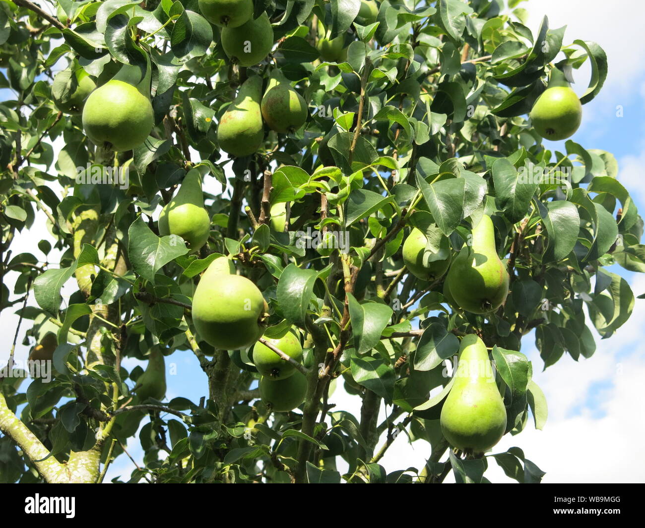 Minarette tree hi-res stock photography and images - Alamy