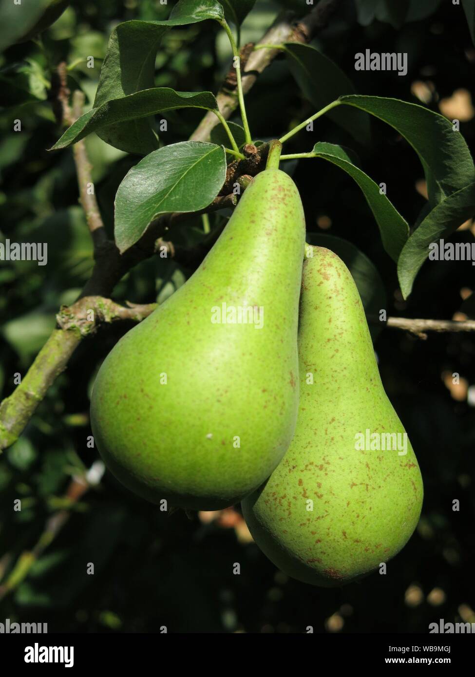 Pear concorde hi-res stock photography and images - Alamy