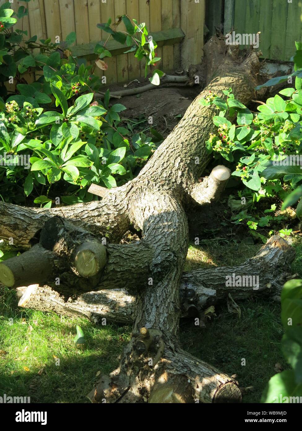 Chopped Down Tree Trunk High Resolution Stock Photography and Images ...