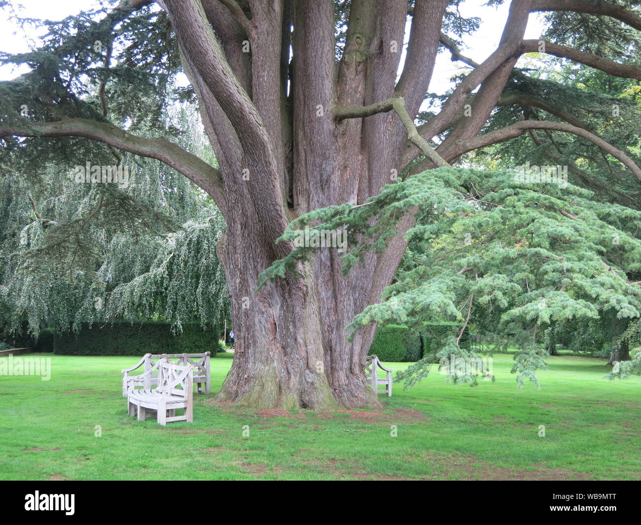 White garden seats surround the large girth of an ancient Cedar of ...