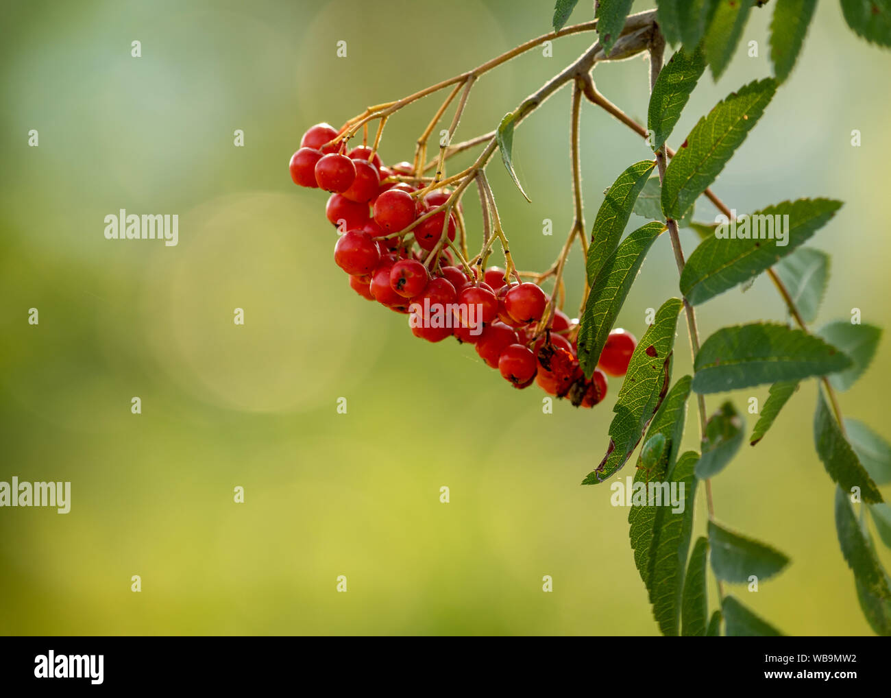 Mountain Ash Tree with Red Berries in UK Stock Photo - Alamy