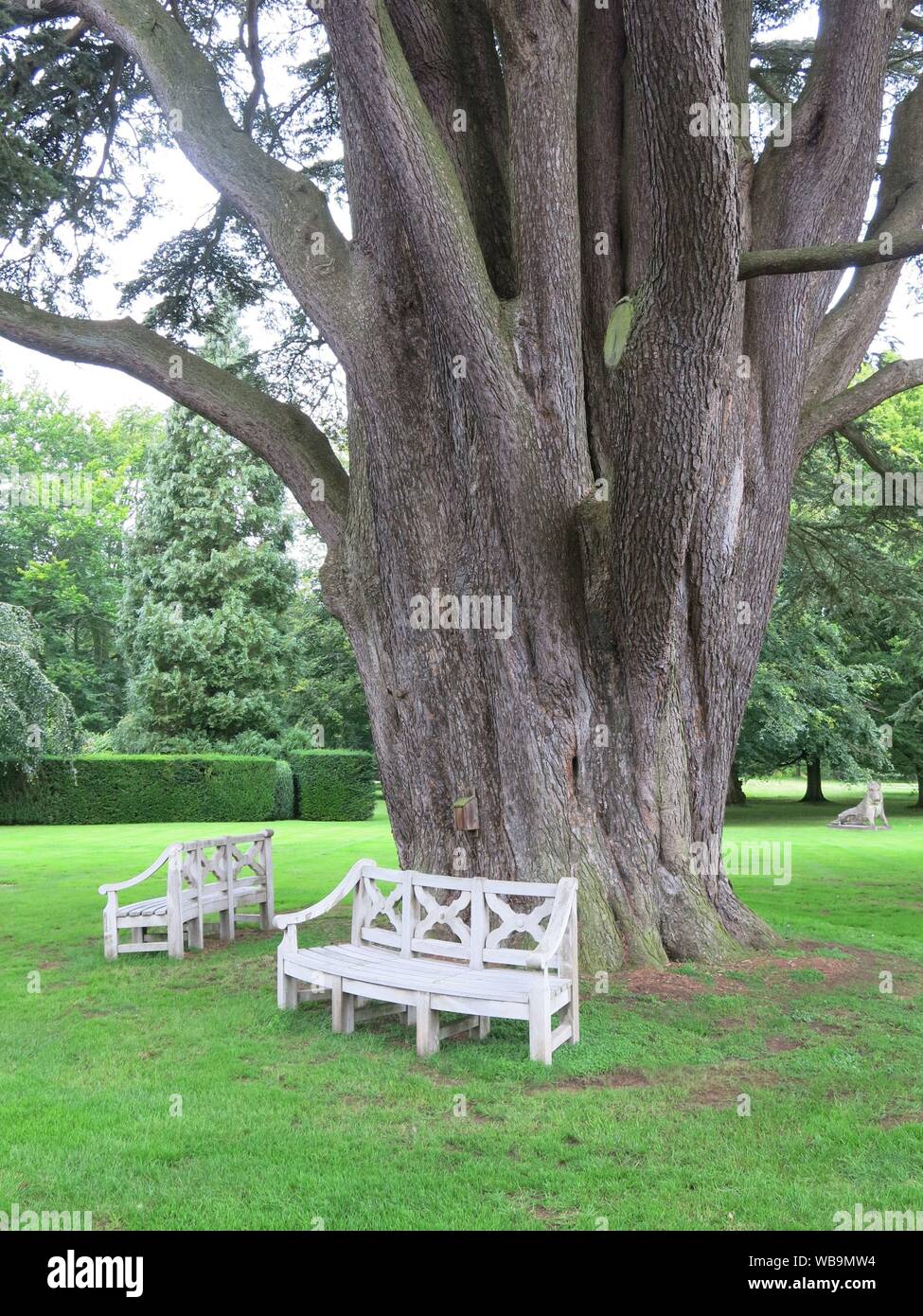 White garden seats surround the large girth of an ancient Cedar of ...