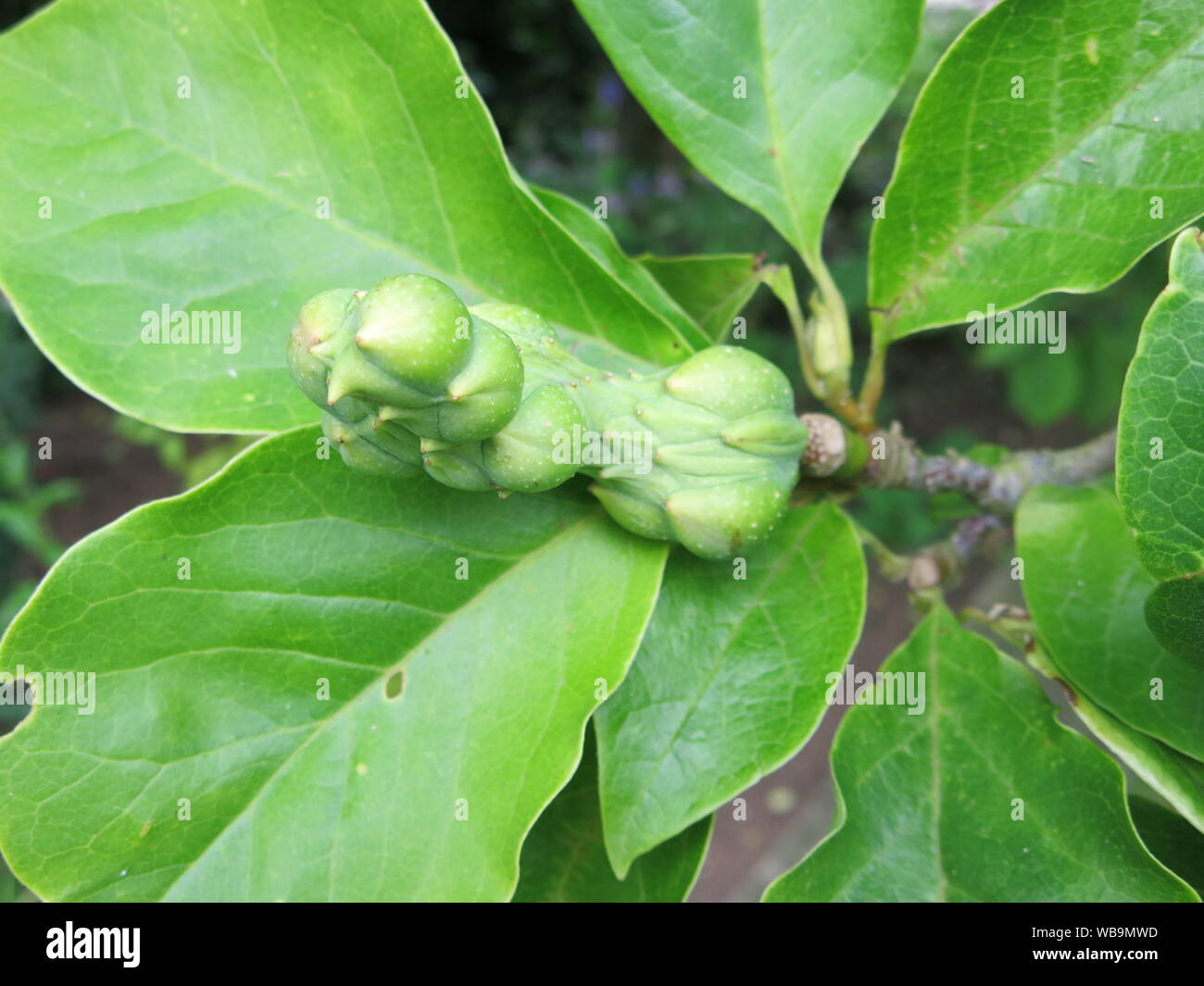 Close-up of a large, distorted flower bud on a magnolia tree, formed ...