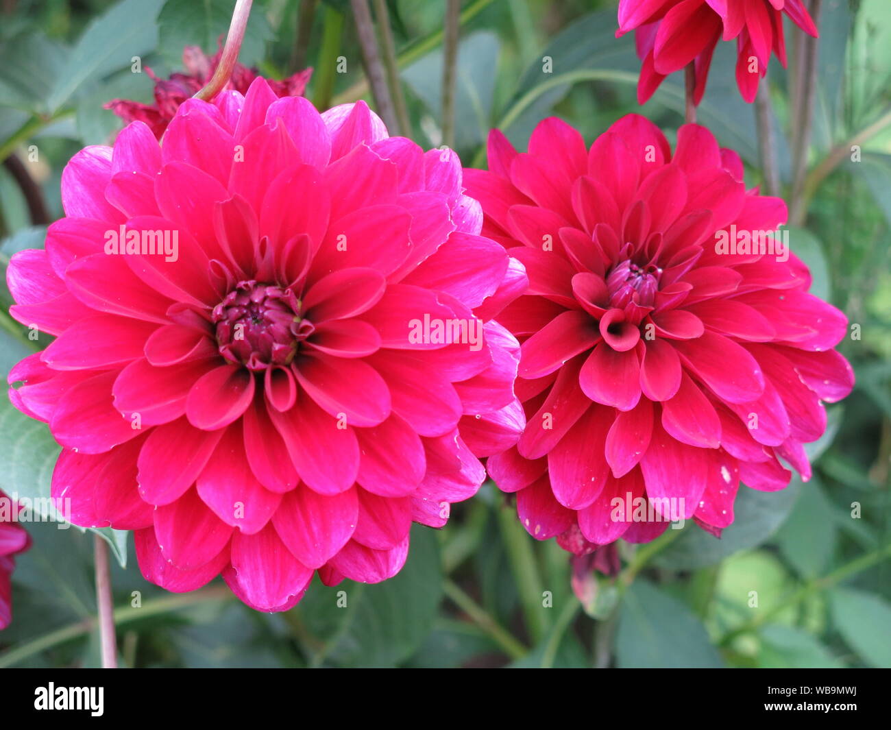 A pair of deep pink / red dahlia flowers in full bloom; the herbaceous ...