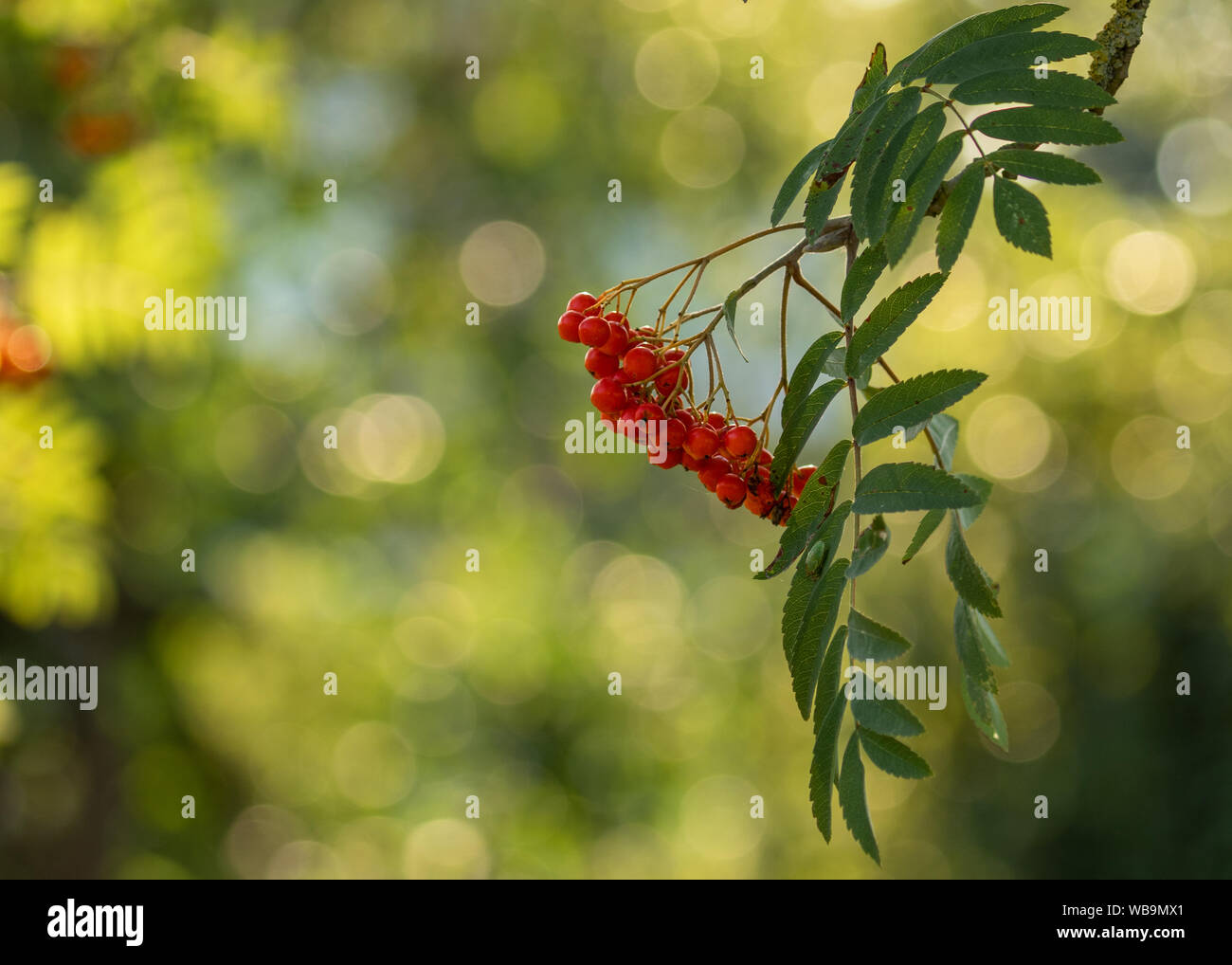 Mountain Ash Tree with Red Berries in UK Stock Photo - Alamy