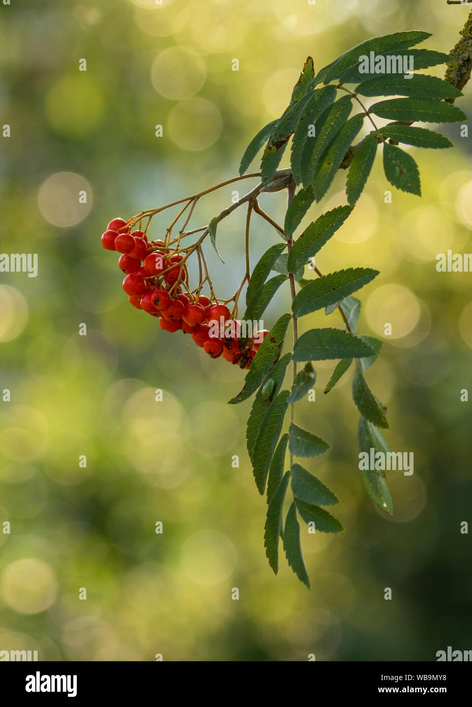 Mountain Ash Tree with Red Berries in UK Stock Photo - Alamy